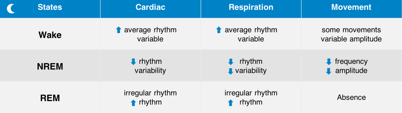 What is a sleep stage during a sleep activity?